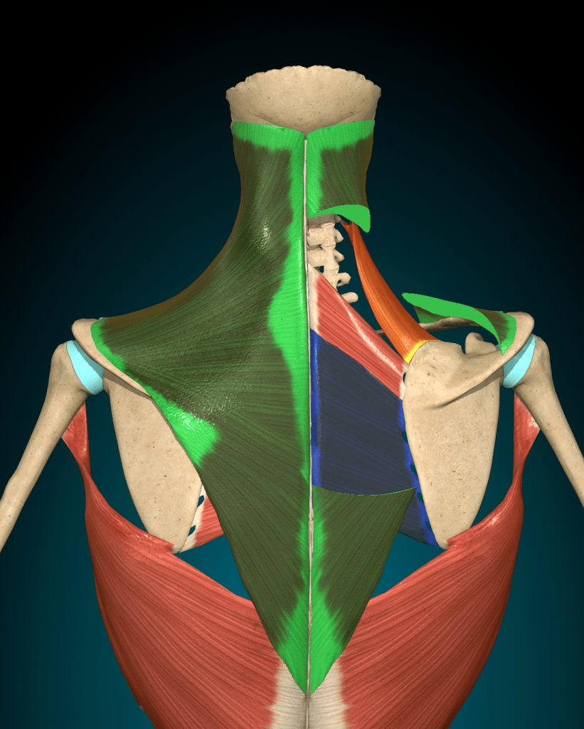 Muscles Biomechanics: Trapezius Muscle - Mr Salus Sporting Lab