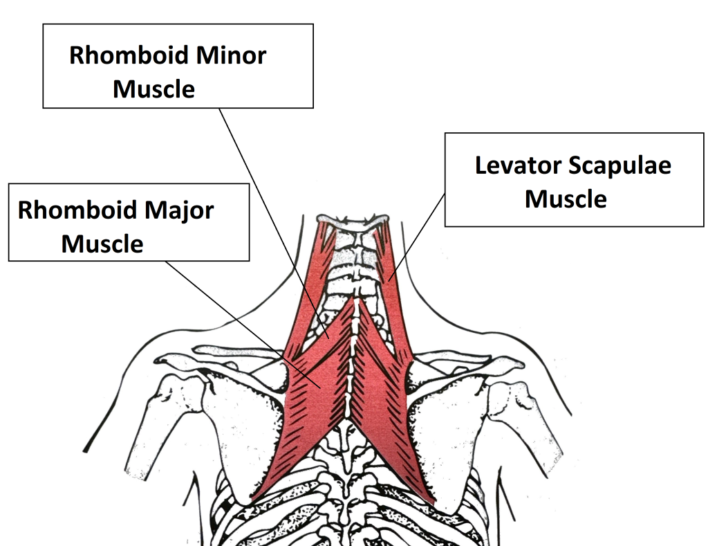 Muscles Biomechanics: Rhomboid Major and Minor Muscle